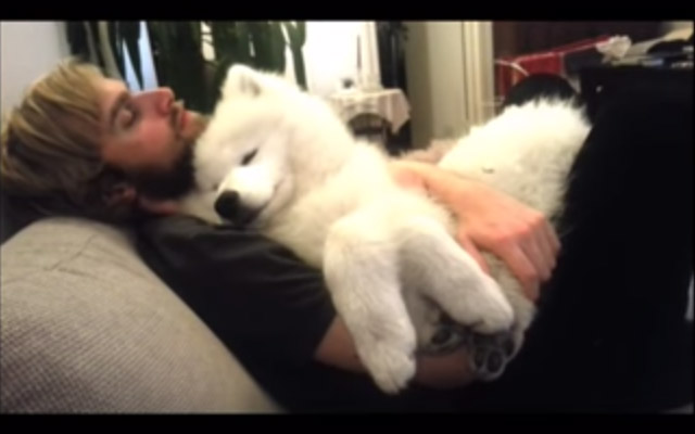 Samoyed Being Held