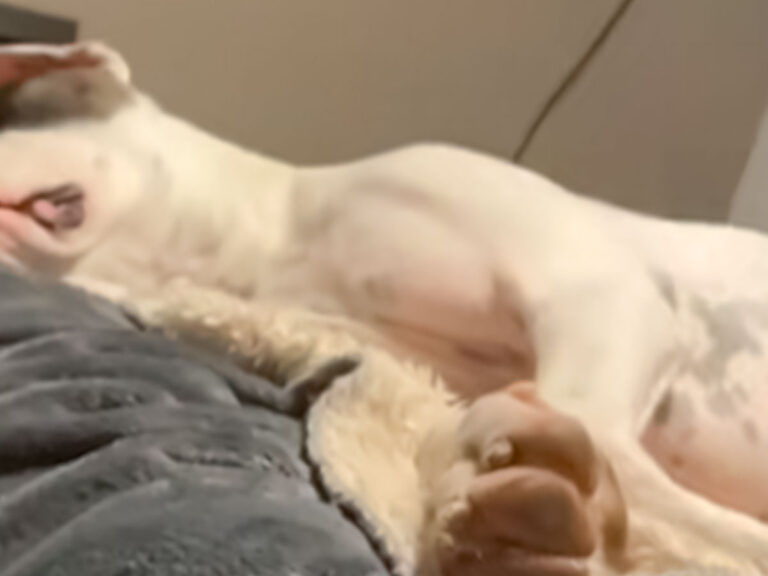 熟睡している犬 次の瞬間…！「これは予想外」「大笑いした」 – grape [グレイプ]